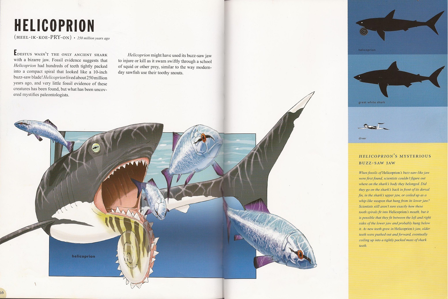 Shark Week – Paleo Sharks: Survival of the Strangest – Dino Dad Reviews