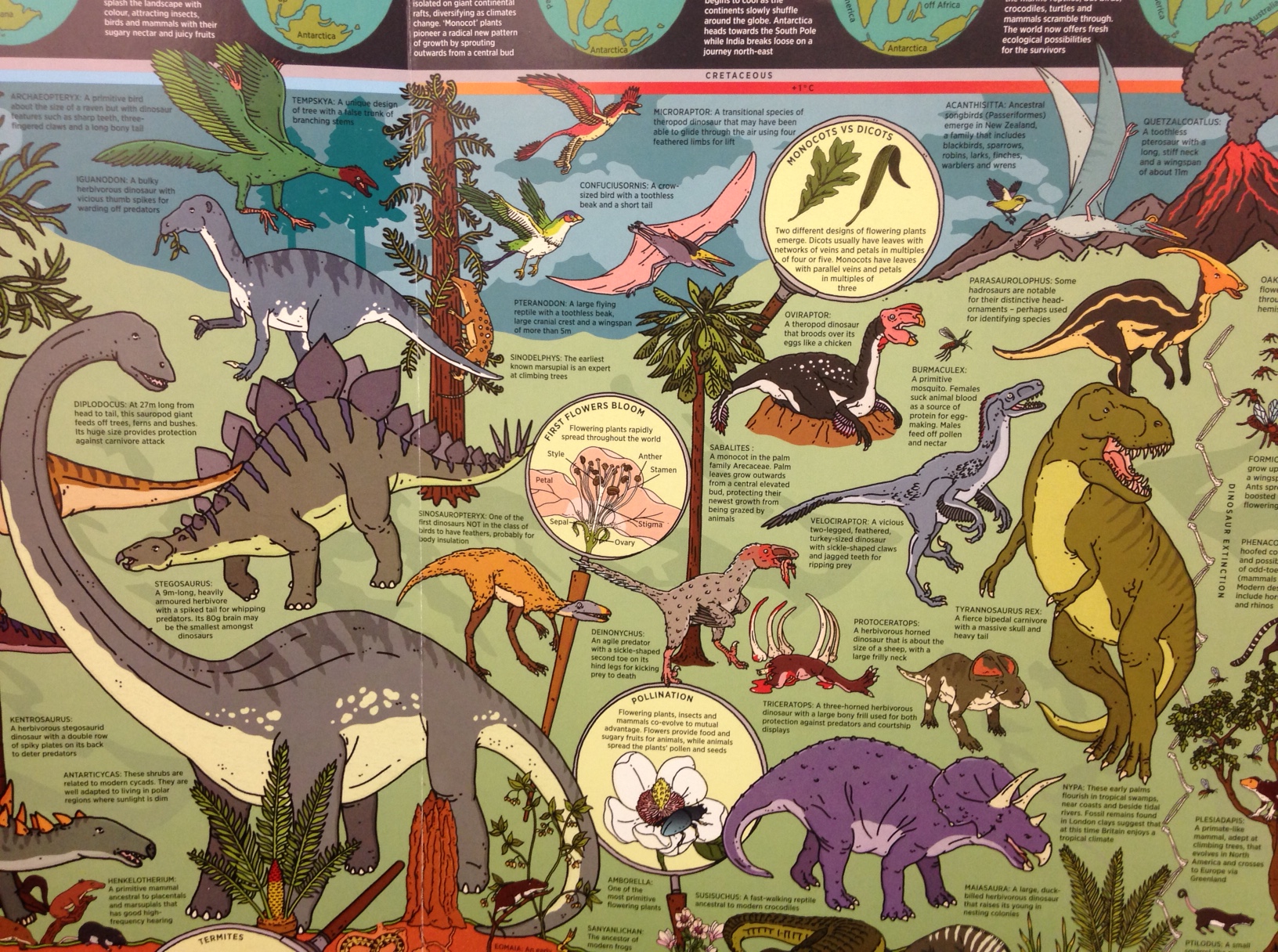 The Nature Timeline Wallbook – Dino Dad Reviews