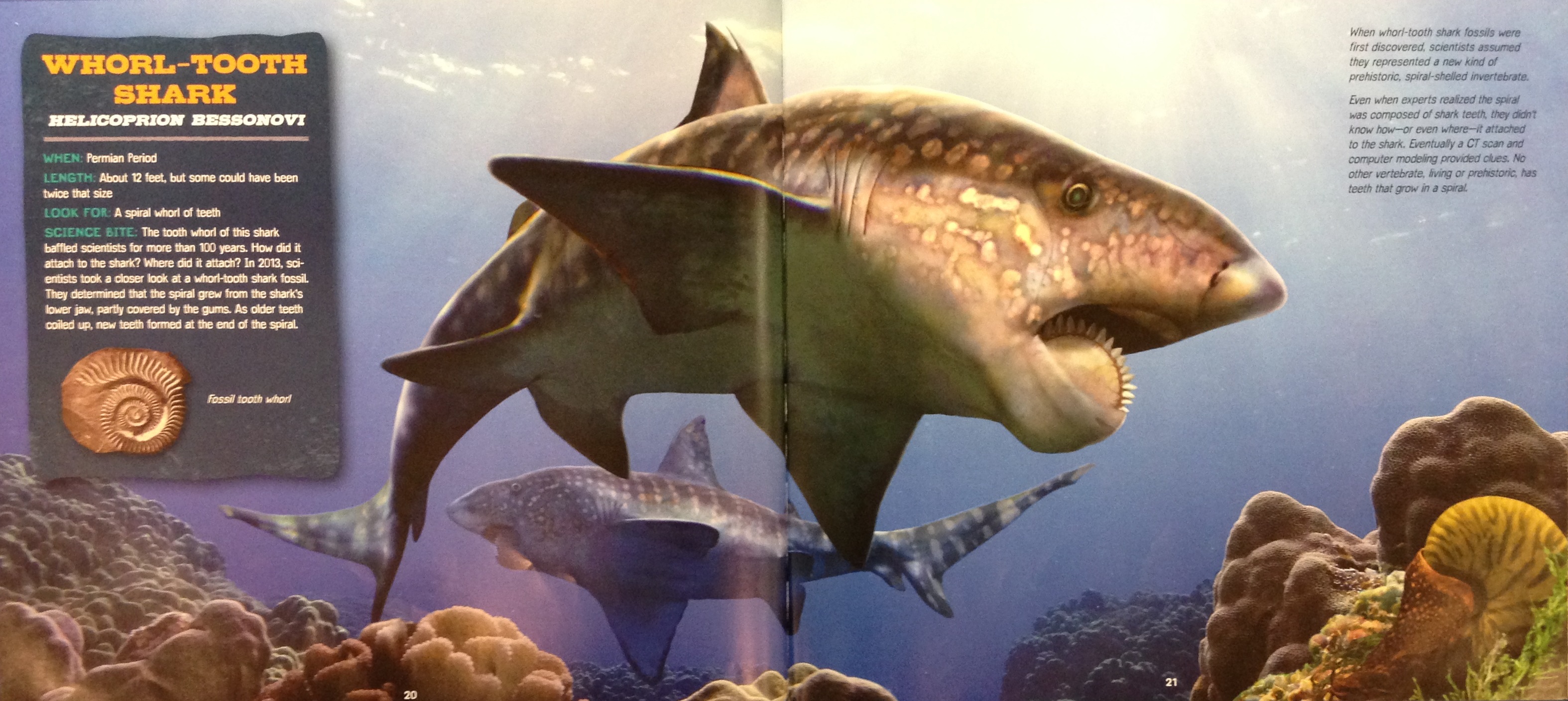 Shark Week – Discovering Sharks – Dino Dad Reviews