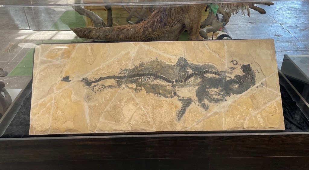 Texas Through Time – Dino Dad Reviews