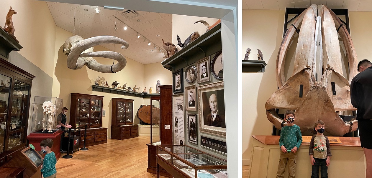 Mayborn Museum – Dino Dad Reviews