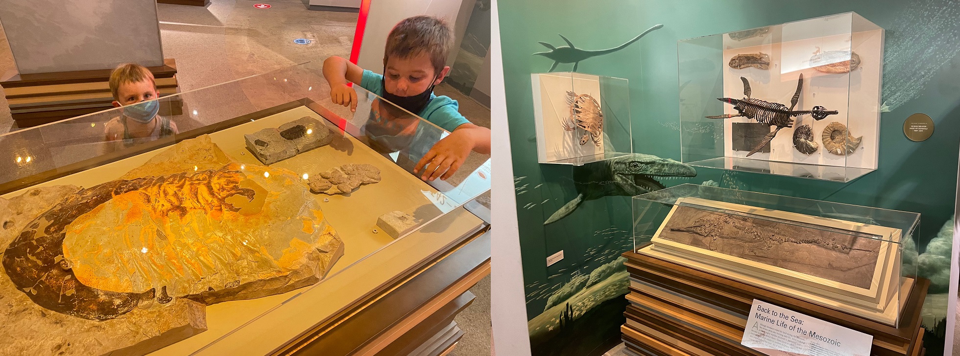 Raymond M. Alf Museum of Paleontology – Dino Dad Reviews