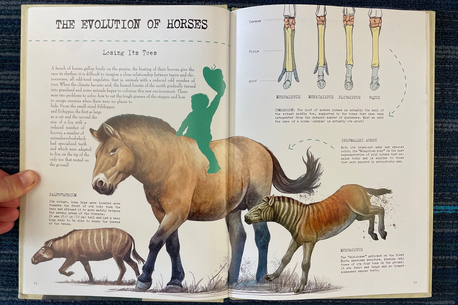 This Chicken is a T-REX! – Dino Dad Reviews