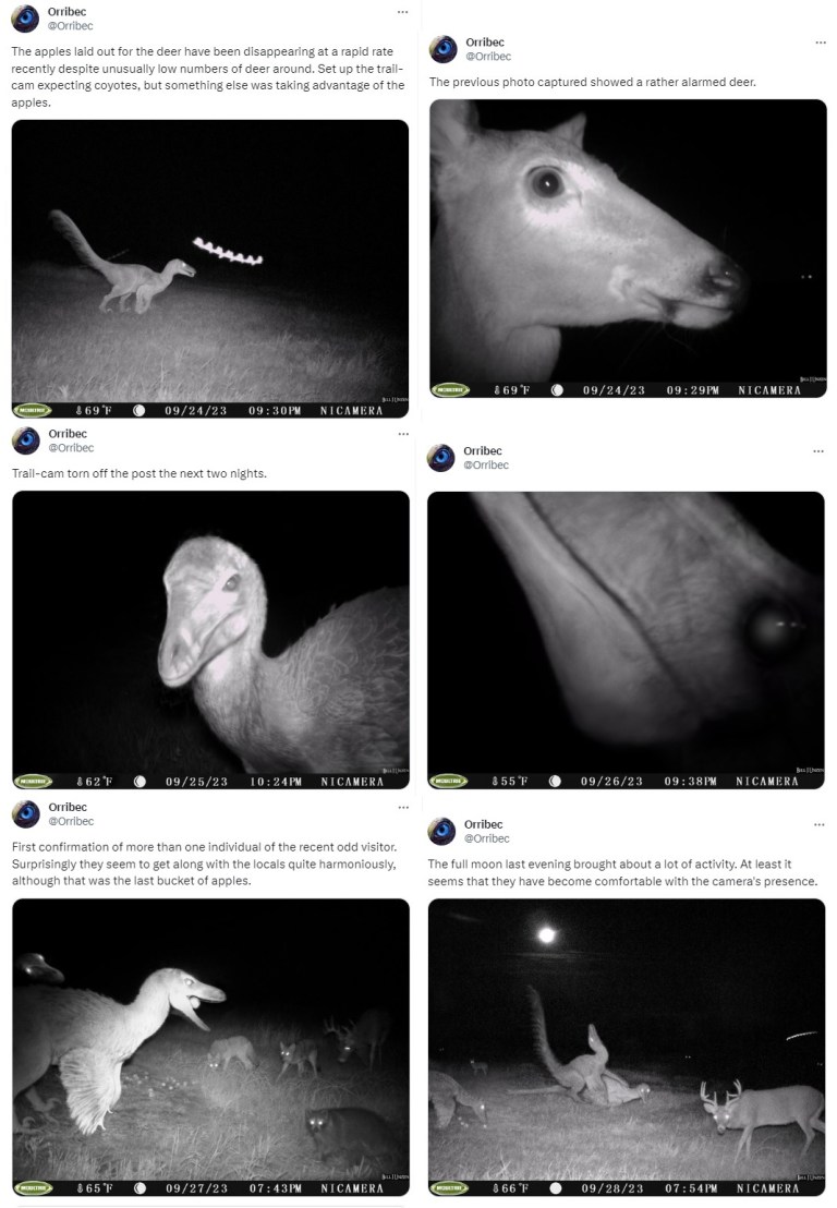 Weird Birds – Dino Dad Reviews