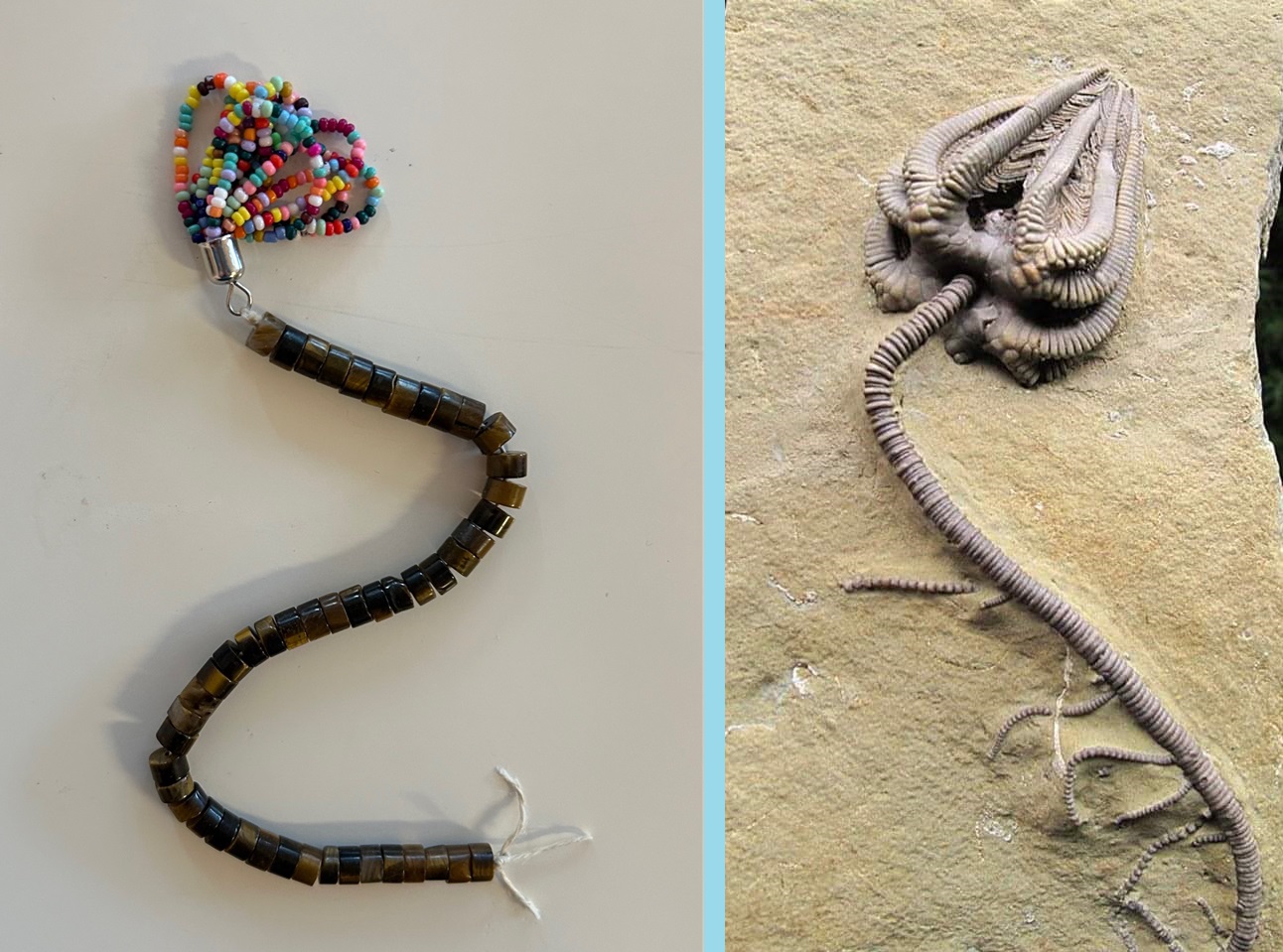 Crinoid Craft – Dino Dad Reviews