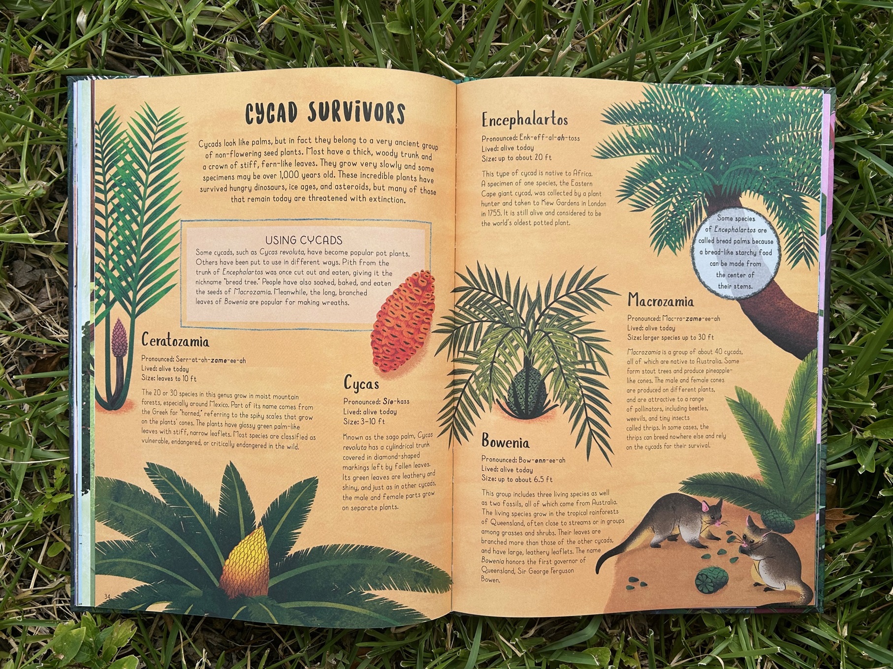 When Plants Took Over the Planet – Dino Dad Reviews