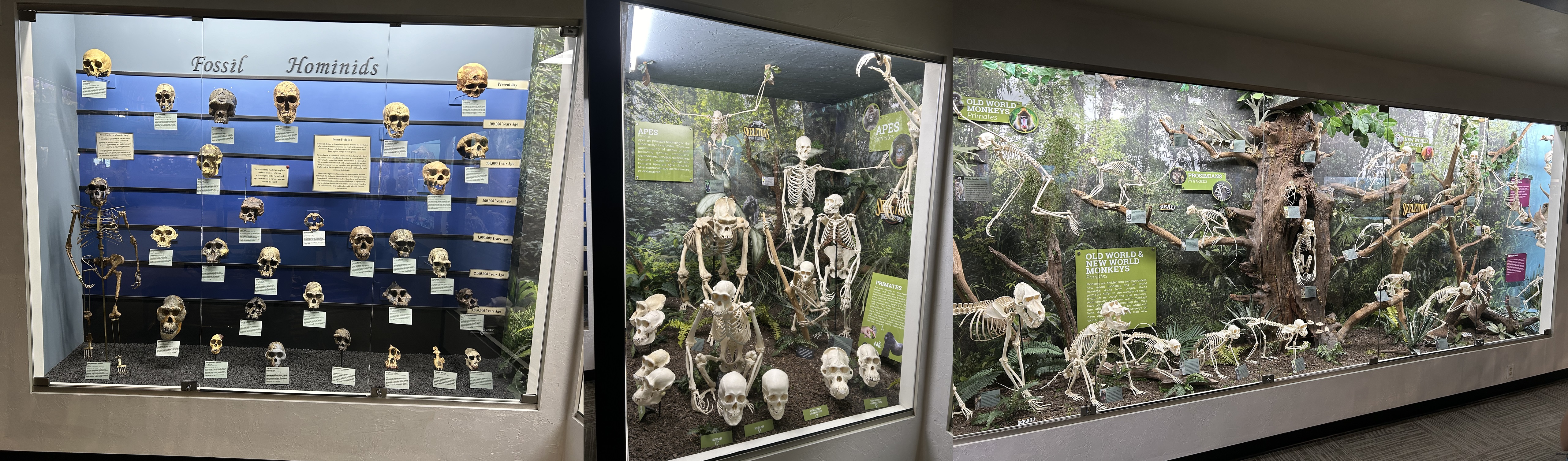 Skeletons: Museum of Osteology – Dino Dad Reviews