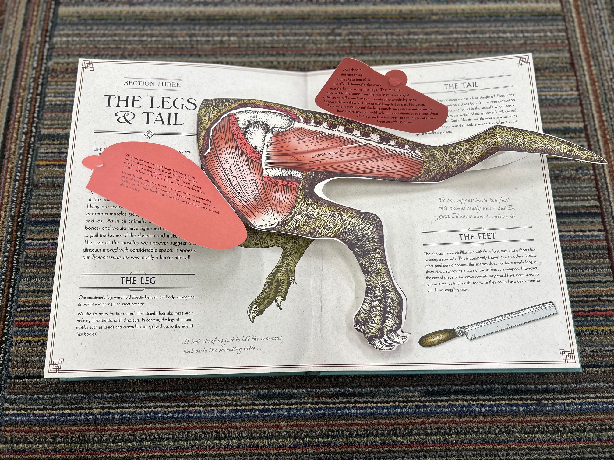 Tyrannosaurus rex: A Pop-Up Guide to Anatomy – Dino Dad Reviews